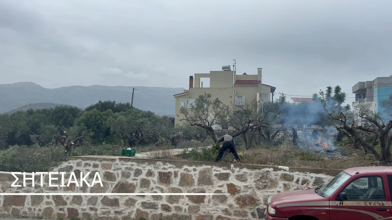 Μετά από 30 χρόνια ο ελαιώνας του Δήμου με 60 διαφορετικές ποικιλίες ...